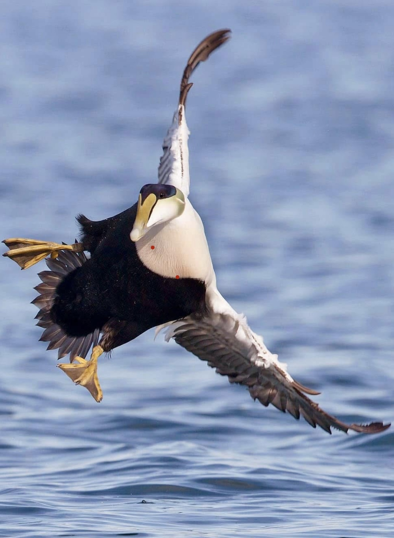 Sea Duck hunting Guide service|Sea Duck hunting Outfitter