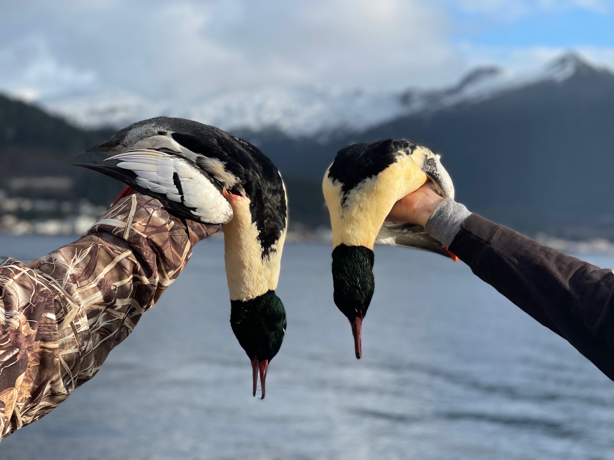 Sea Duck Hunting Guide|Guided Sea Duck hunting|Sea Duck Guide | Sea ...