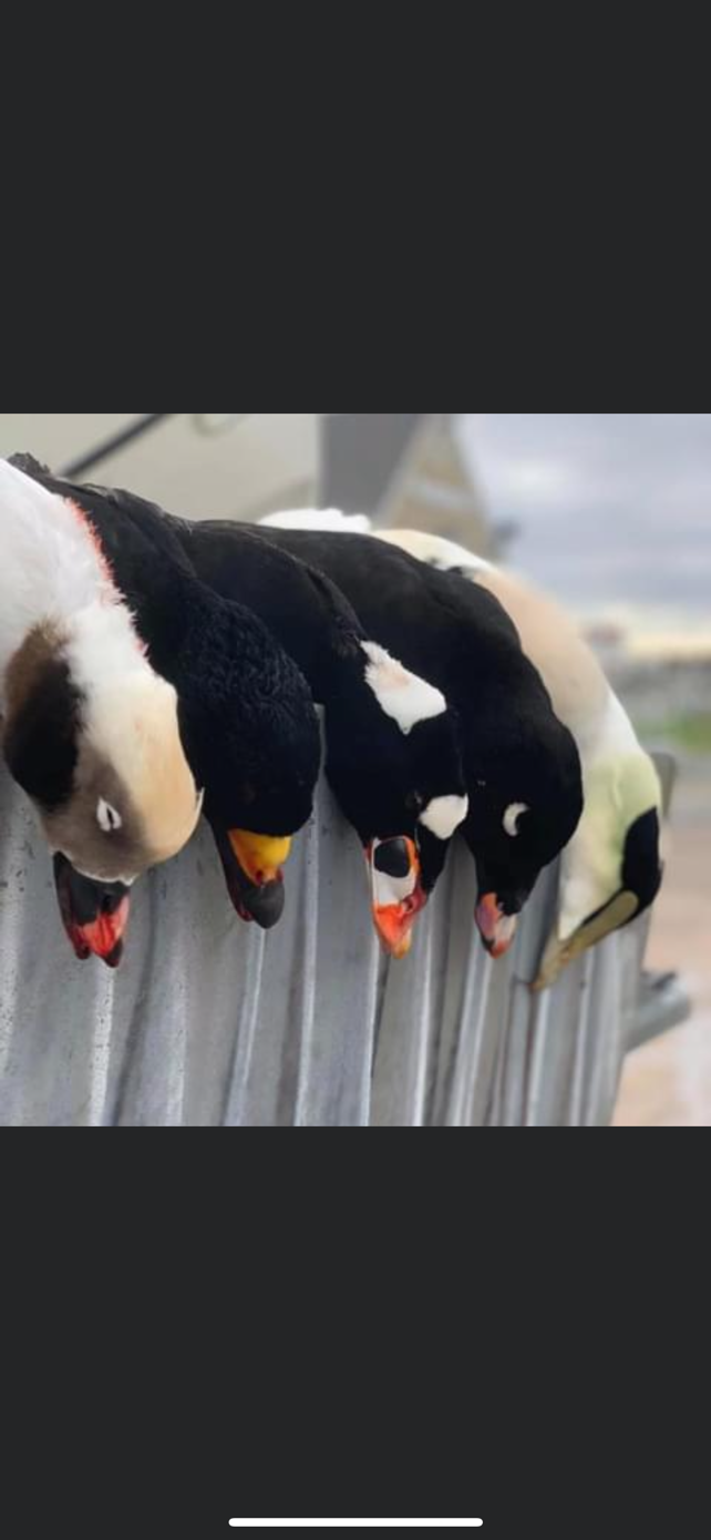 Sea Duck hunting Guide service|Sea Duck hunting Outfitter