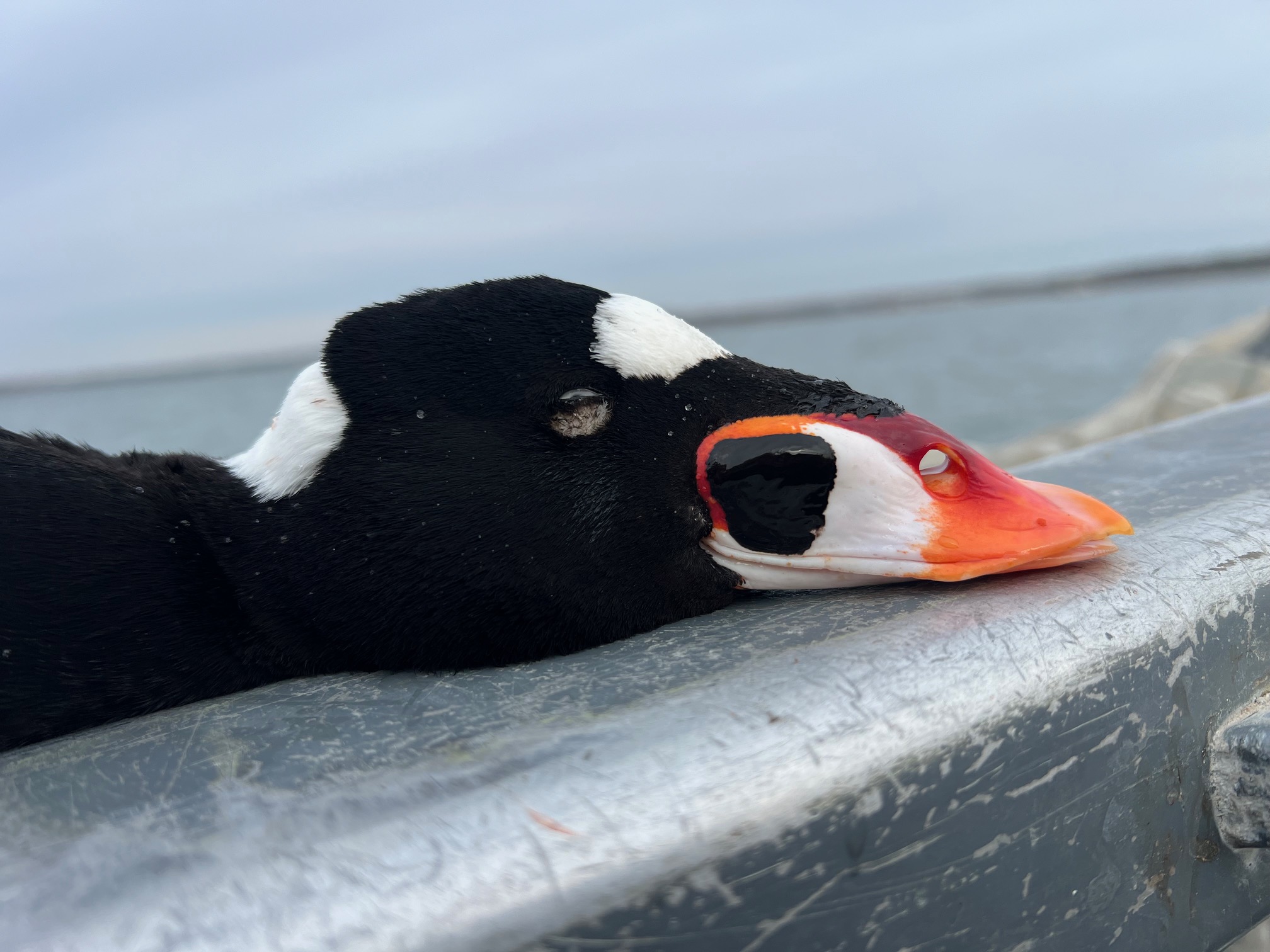 Sea Duck Hunting Guide|Guided Sea Duck hunting|Sea Duck Guide | Sea ...