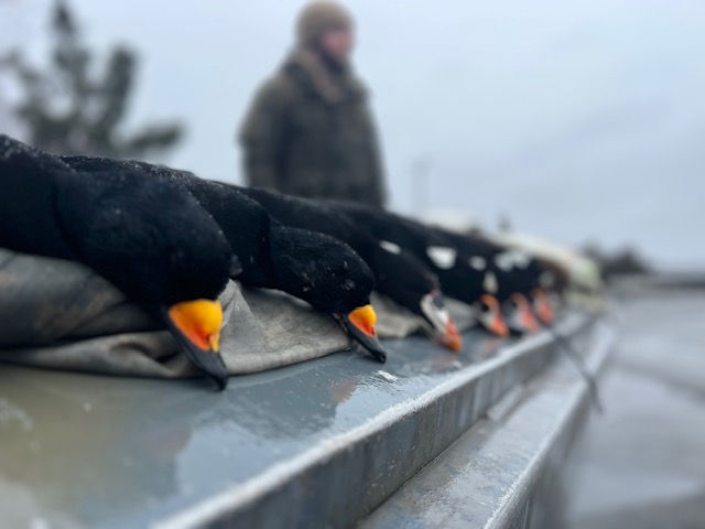 Sea Duck Hunting Guide|Guided Sea Duck hunting|Sea Duck Guide | Sea ...